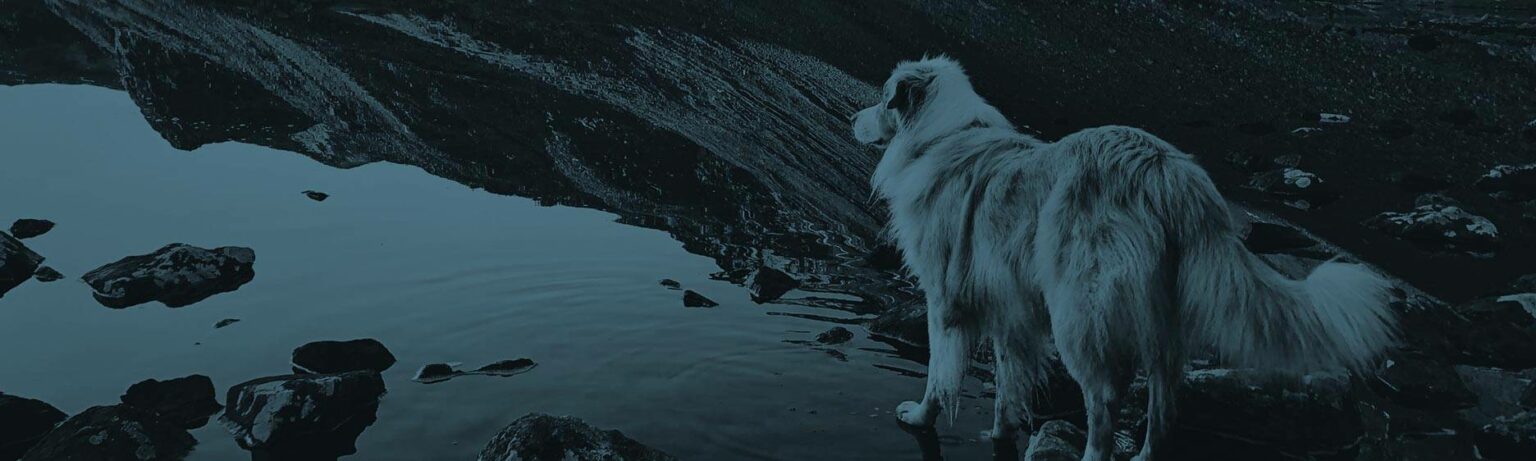 Contact - Copper Hawk