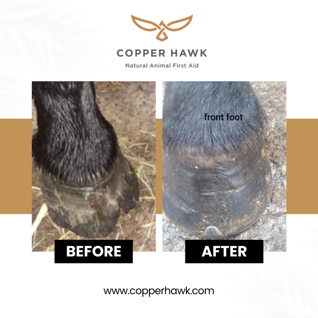 Before & After Cases - Copper Hawk